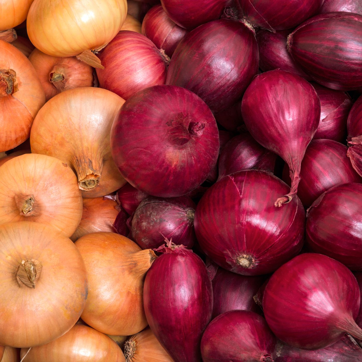 Ceapă - Simbolistica.com