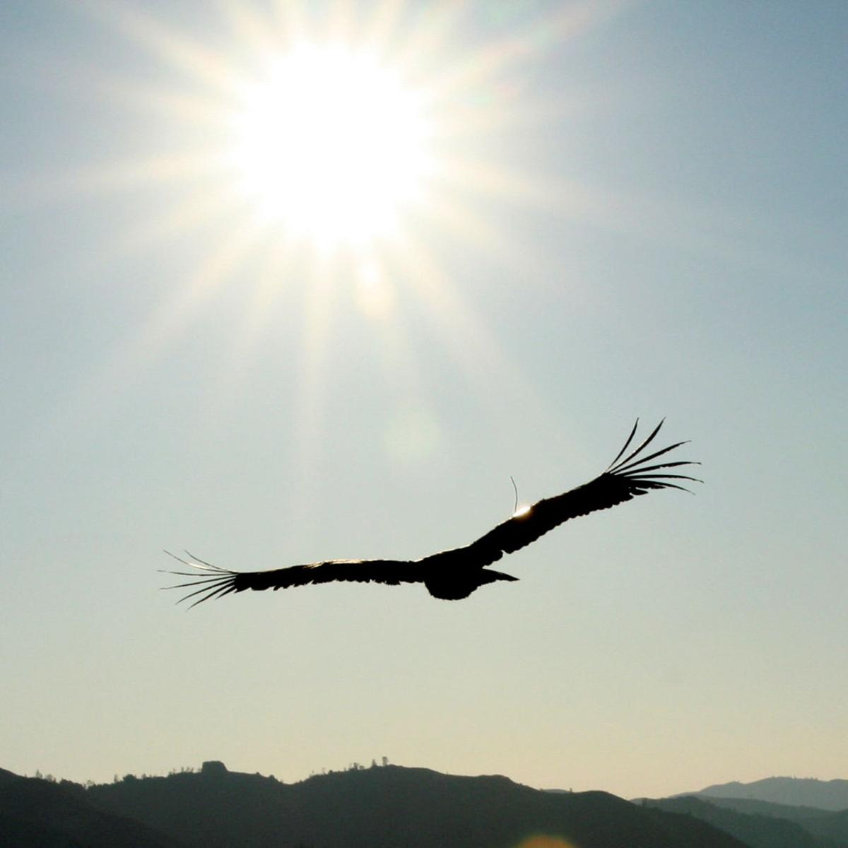 Condor - Simbolistica.com