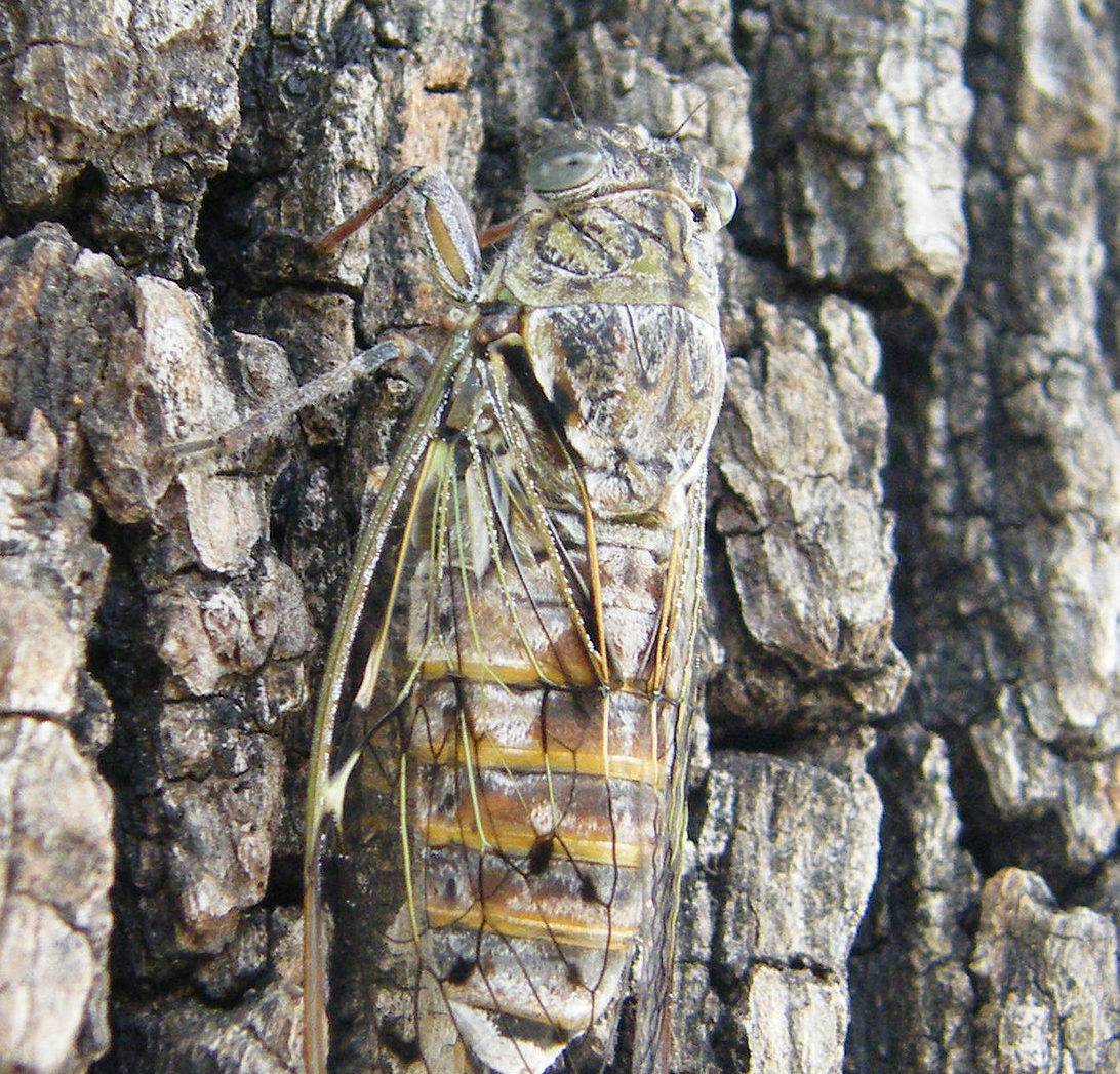 Greier de toamnă - Simbolistica.com