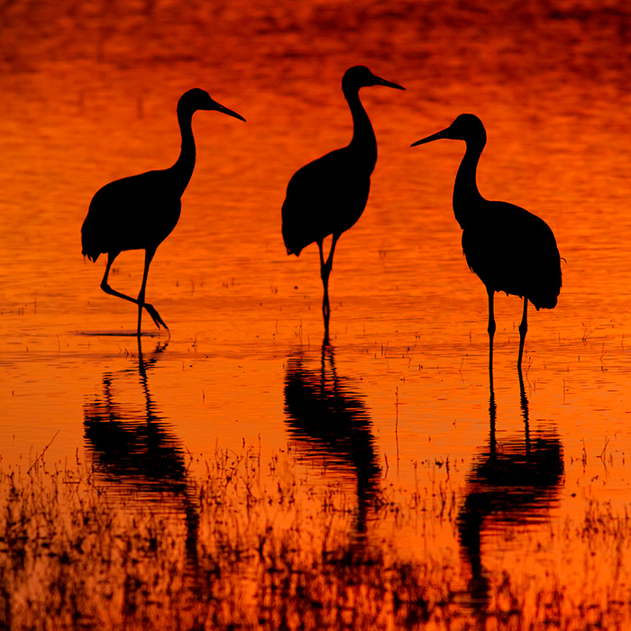 Cocor - Simbolistica.com