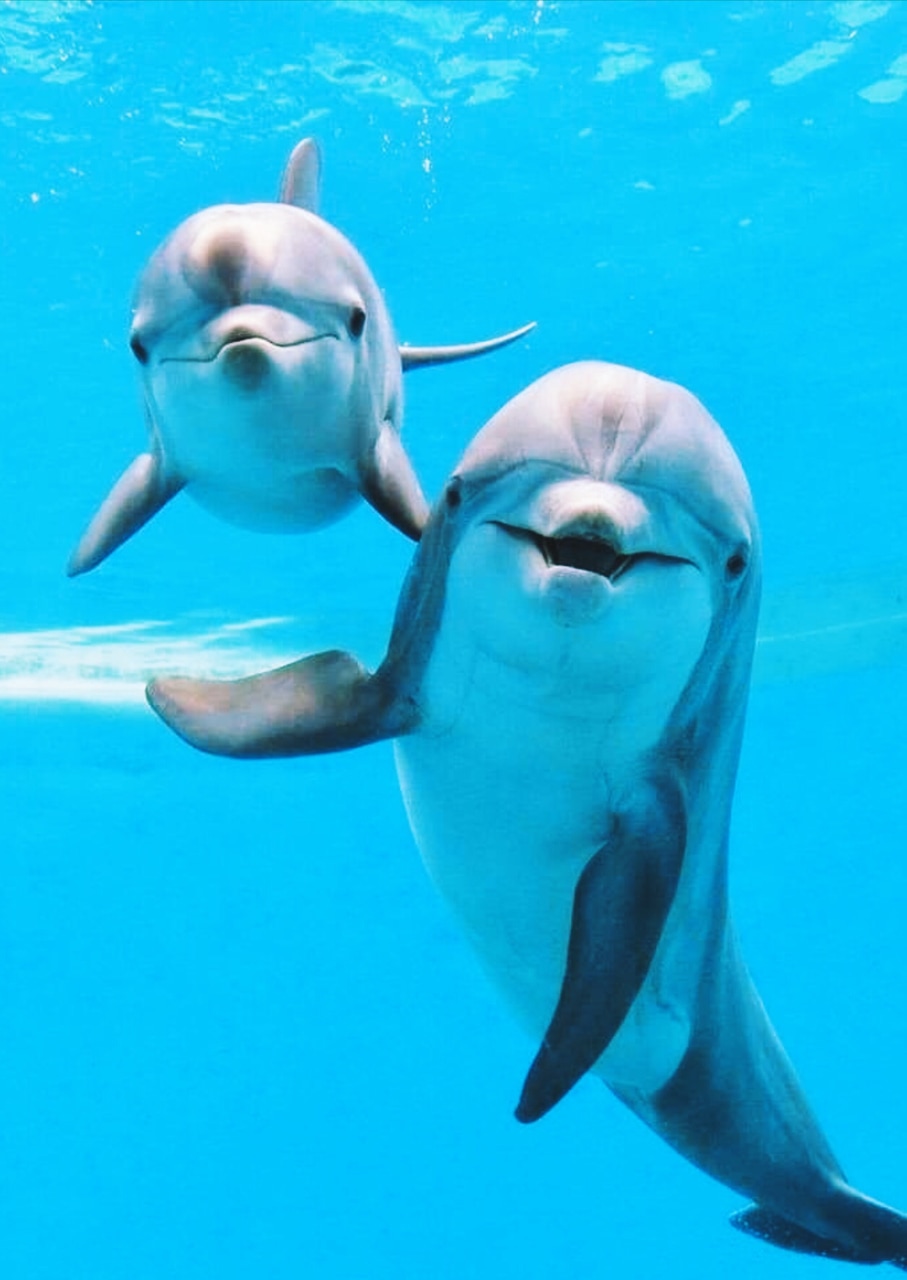 Delfin - Simbolistica.com