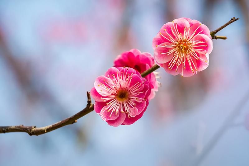 Prun - Simbolistica.com