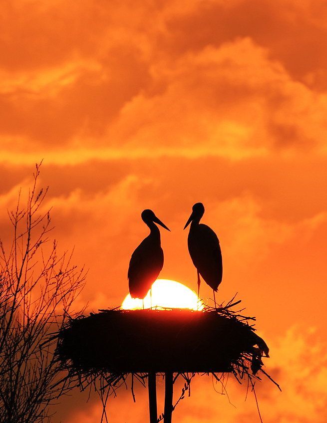 Barză - Simbolistica.com